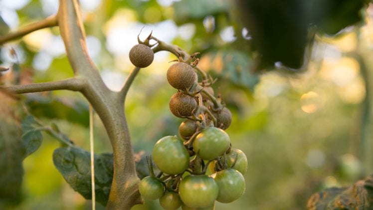 How to Deal with Russet Mites? - Growing Magazine