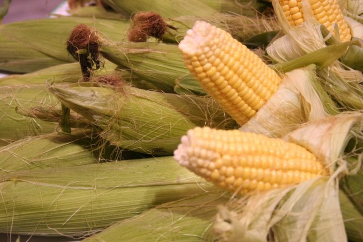What Are the Best and Easiest to Grow Corn Varieties? - Growing Magazine