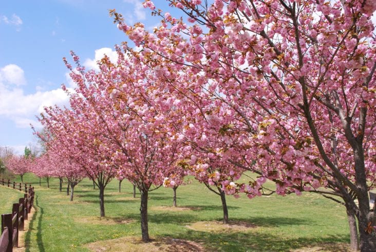 Hot to Properly Grow and Care for a Cherry Tree? - Growing Magazine