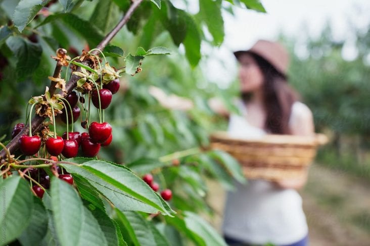 Hot to Properly Grow and Care for a Cherry Tree? - Growing Magazine