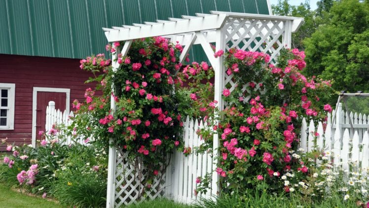 Are you familiar with Climbing Roses? - Growing Magazine