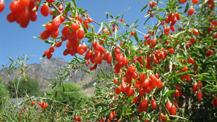 Here Is All You Need to Know about Growing the Goji Berry - Growing ...