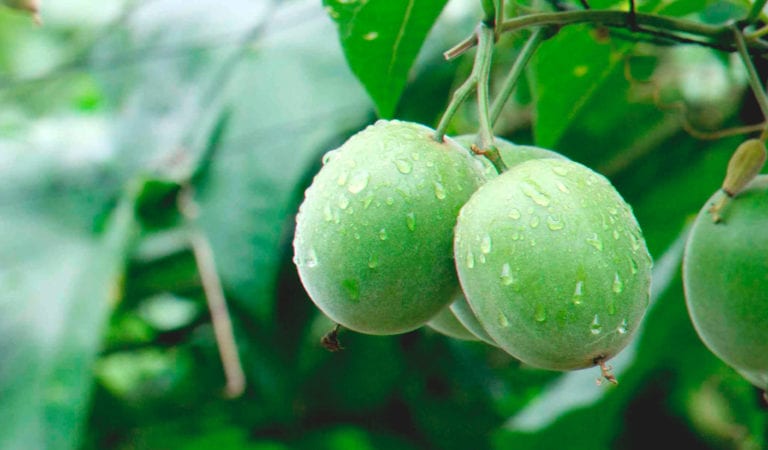 Is Monk Fruit Really A Superfood? - Growing Magazine