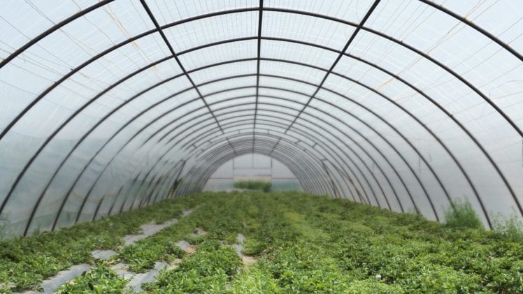 Are there any Advantages of Polyhouse Farming and can it be profitable ...