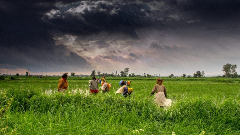 What challenges lie in the way of a successful organic farming in India ...