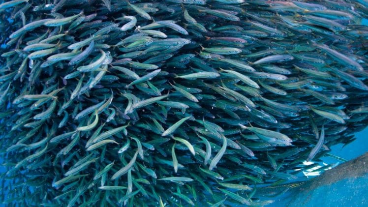 Help The Earth Through Reasonably Sourced Fish - 2021 Guide - Growing ...