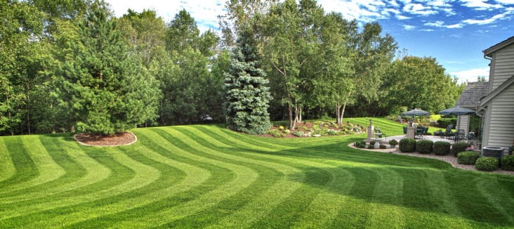 Make Your Lawn Beautiful Again - 2024 Guide - Growing Magazine