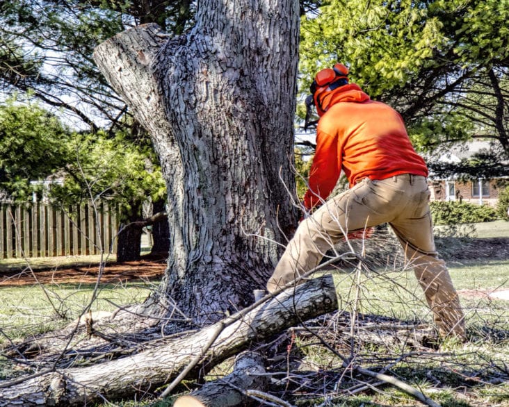 How to Remove a Nuisance Tree From Your Garden - 2024 Guide - Growing ...