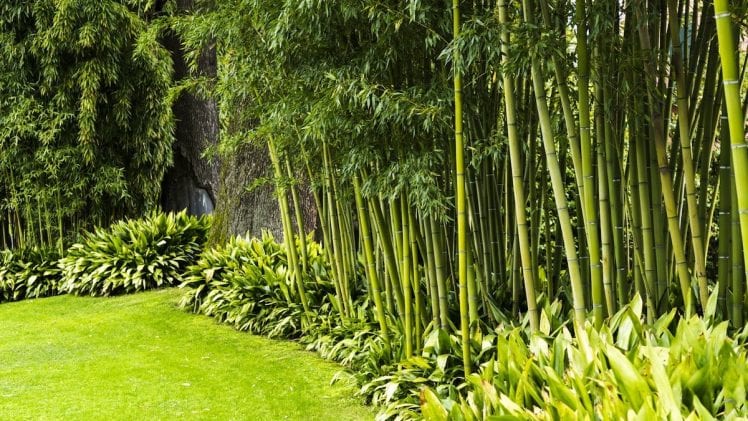 6 Best Plants to Grow for Backyard Privacy - 2021 Guide - Growing Magazine