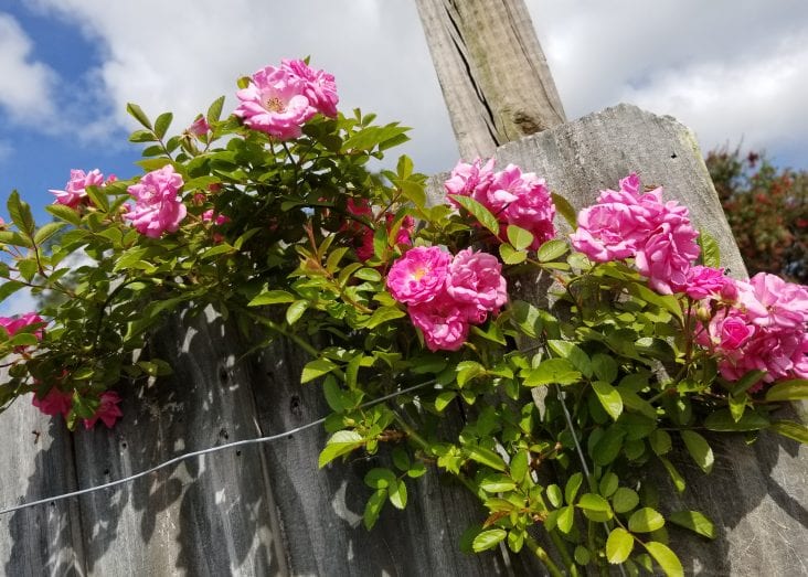 How to Plant Roses and Care for Rose Bushes - 2024 Guide - Growing Magazine