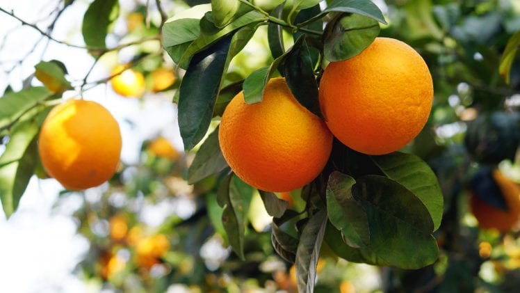 Learn How To Grow Orange Trees In Containers At Home - 2020 Guide ...