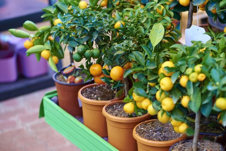 Learn How To Grow Orange Trees In Containers At Home - 2024 Guide ...