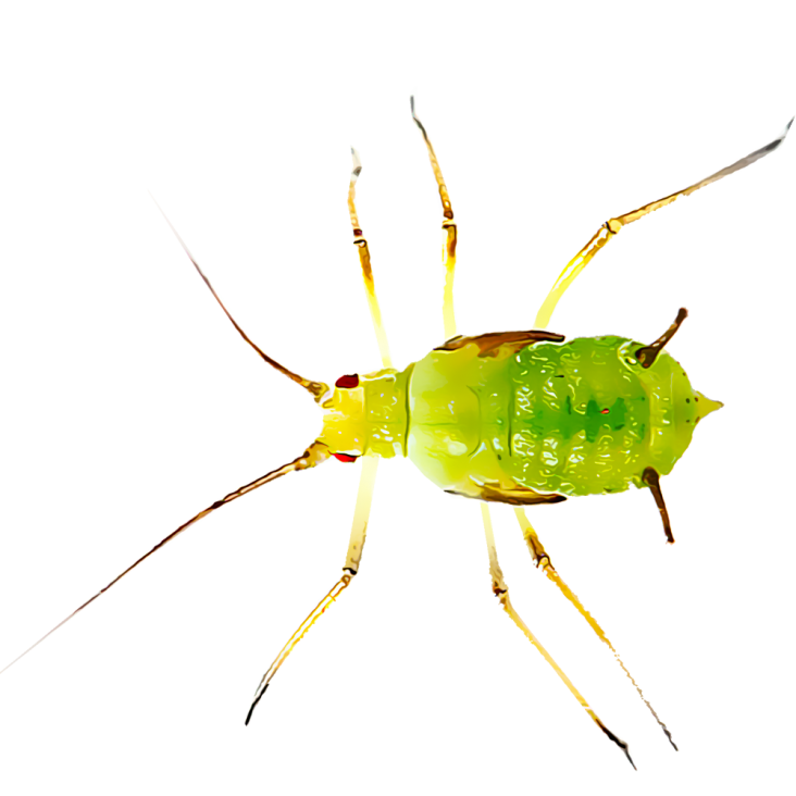 7 Destructive Garden Insect Pests - 2024 Guide - Growing Magazine