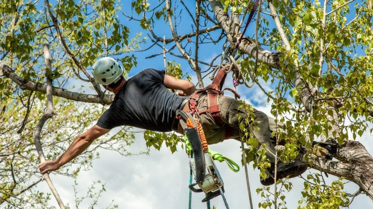 The Benefits of Using Tree Service - 2021 Guide - Growing Magazine