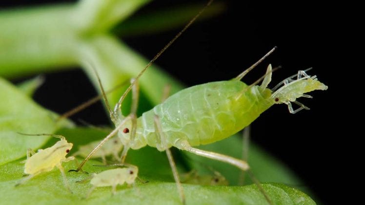7 Destructive Garden Insect Pests - 2020 Guide - Growing Magazine