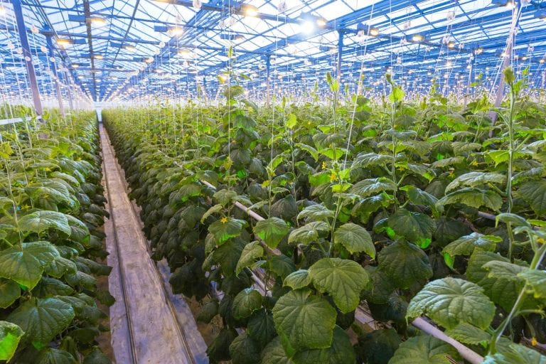 Indoor Farming is Gaining Popularity in 2024 - Growing Magazine