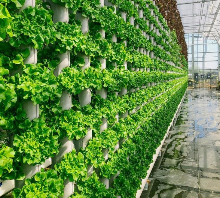 Indoor Farming is Gaining Popularity in 2024 - Growing Magazine