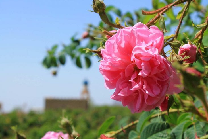 Top 5 Destinations for Flowers in 2024 - Growing Magazine