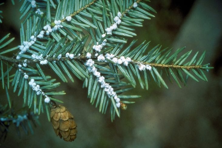 Why Are My Evergreen Trees Turning Brown? - 2024 Guide - Growing Magazine