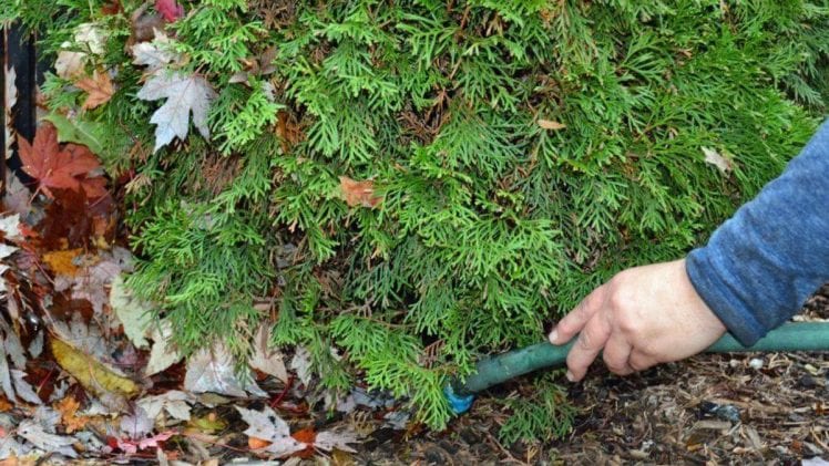 Why Are My Evergreen Trees Turning Brown? - 2024 Guide - Growing Magazine
