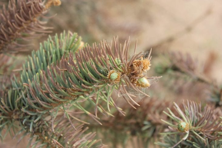 Why Are My Evergreen Trees Turning Brown? - 2024 Guide - Growing Magazine