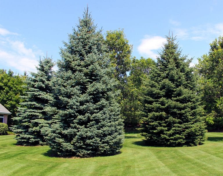 Why Are My Evergreen Trees Turning Brown? - 2024 Guide - Growing Magazine