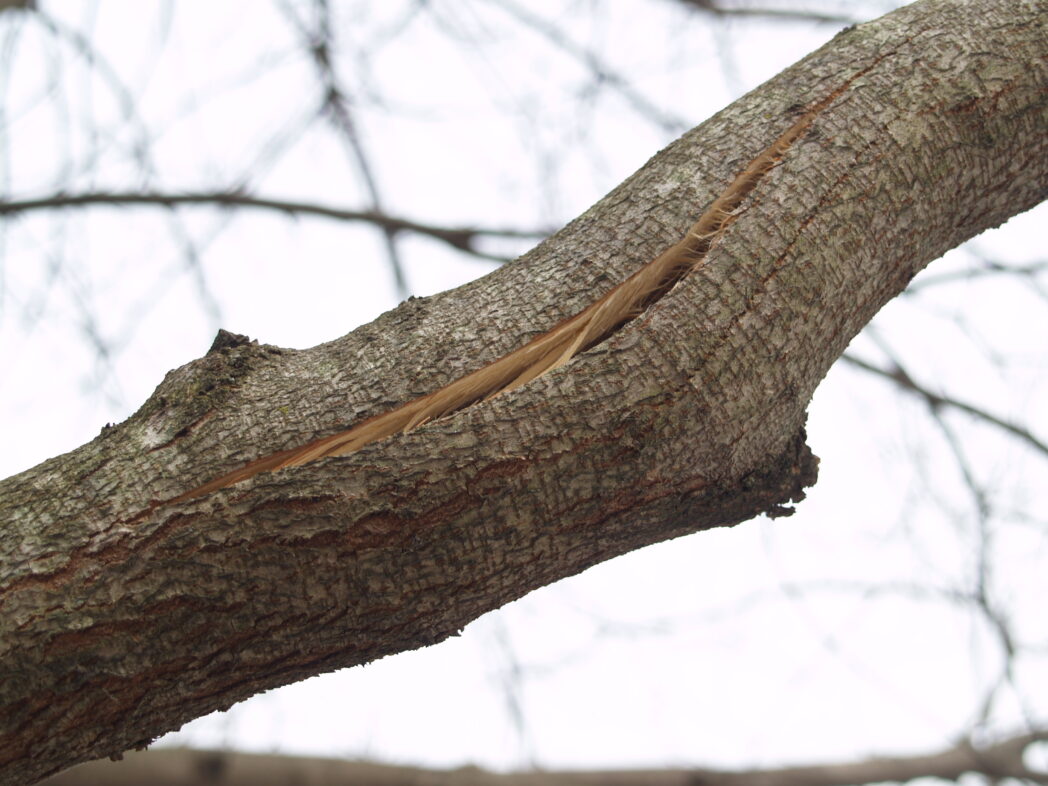 Signs That Your Tree is Dying and What to Do - 2024 Review - Growing ...