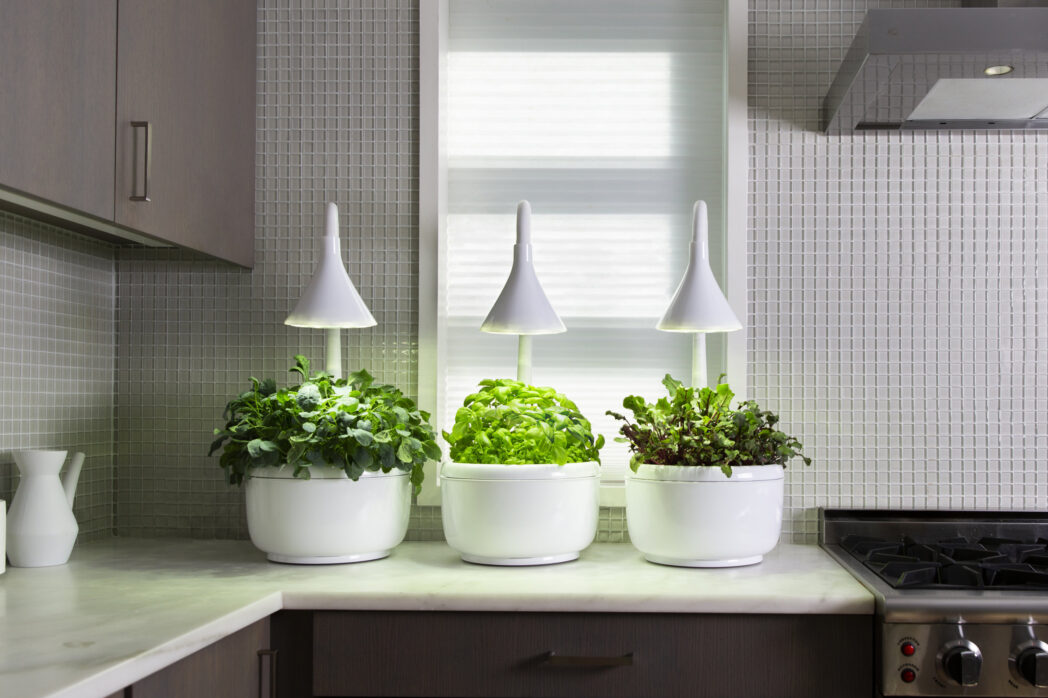 10 Reasons To Grow A Microgreens Garden Indoors in 2024 - Growing Magazine