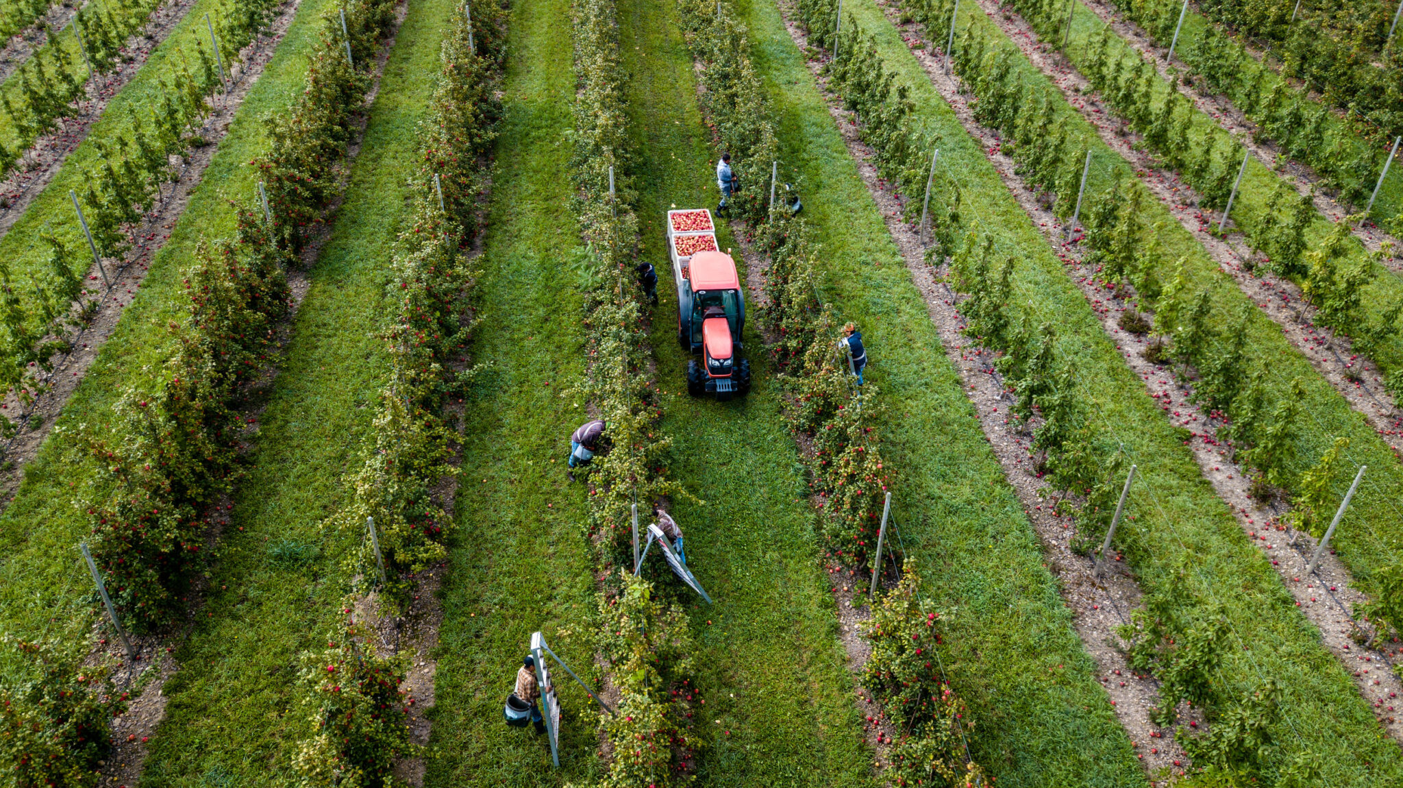 Tips for Starting an Orchard and Growing Fruit in 2024 - Growing Magazine