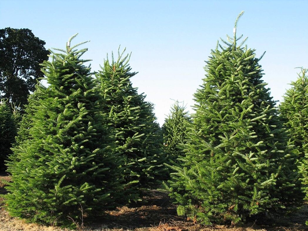 Top 10 Most Popular Trees in the U.S. - Growing Magazine