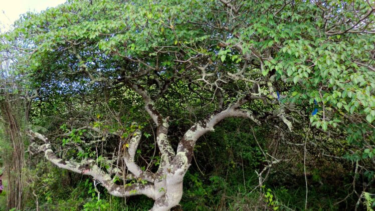 Why it is Important To Use Palo Santo (Bursera Graveolens) in a ...