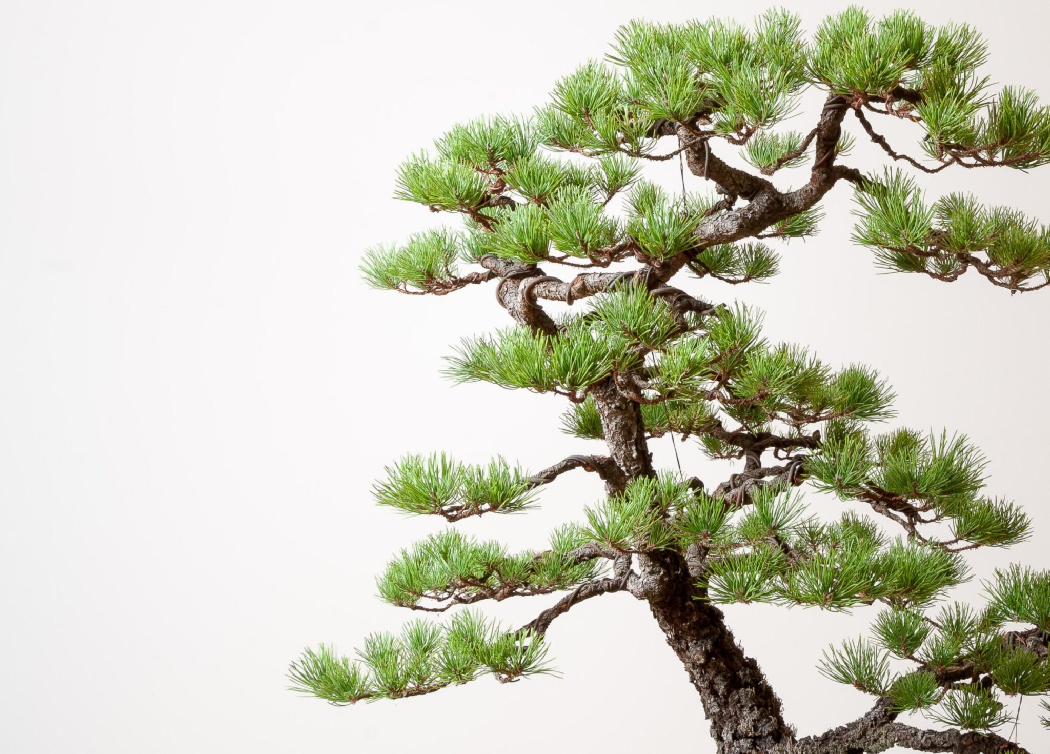 Top 10 Most Popular Trees in the U.S. - Growing Magazine