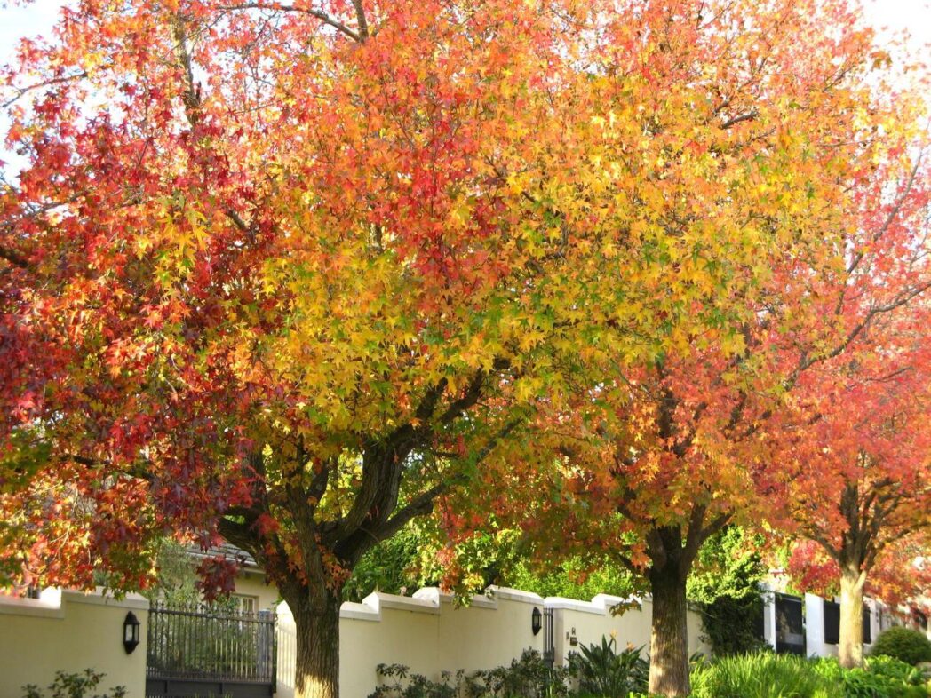 These Tennessee Trees Burst with Color Every Fall - Here’s How They Can ...