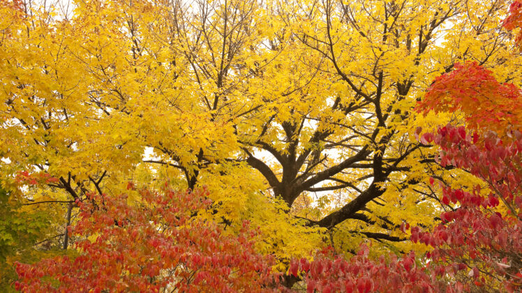 These Tennessee Trees Burst with Color Every Fall - Here’s How They Can ...