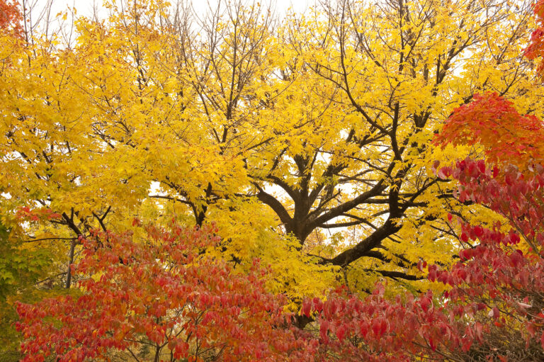 These Tennessee Trees Burst with Color Every Fall - Here’s How They Can ...