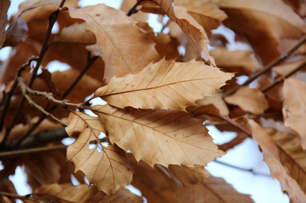 Sawtooth Oak - Quercus Acutissima - Growing Magazine