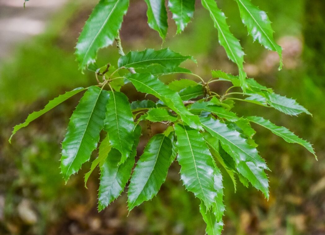Sawtooth Oak - Quercus Acutissima - Growing Magazine