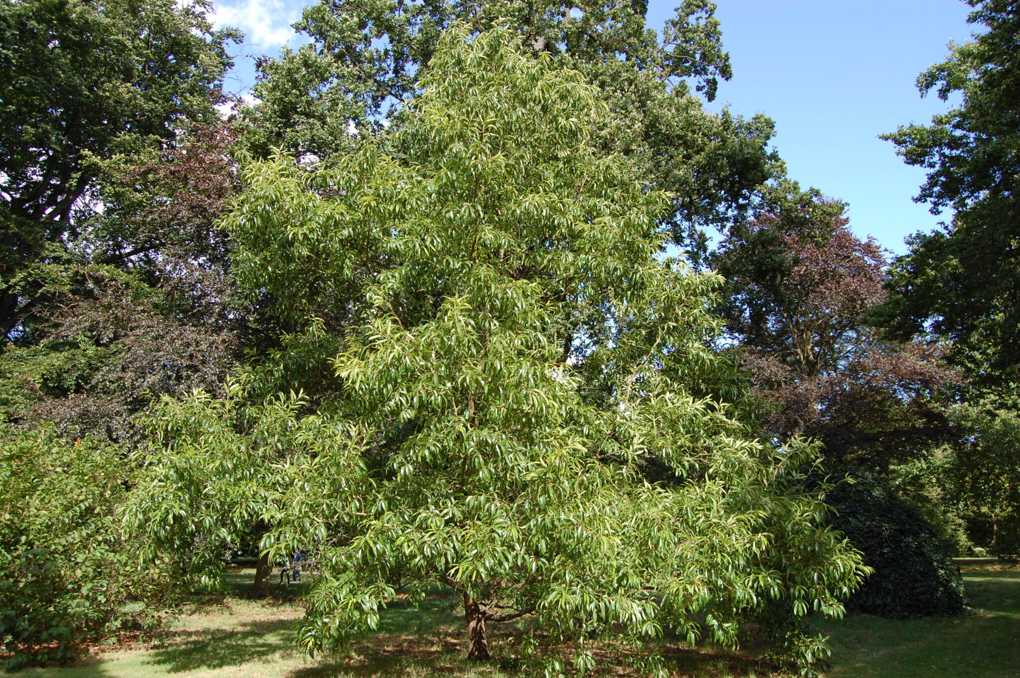 Sawtooth Oak - Quercus Acutissima - Growing Magazine