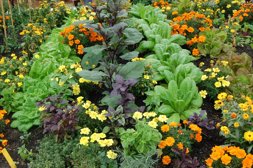A Beginner’s Guide to Companion Planting in 2024 - Growing Magazine