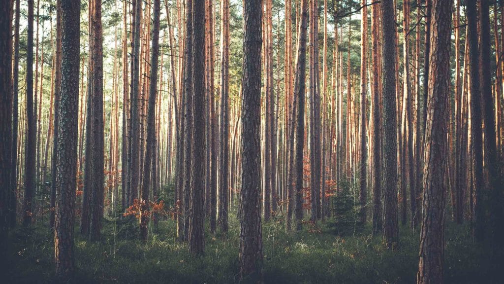 The One Trillion Trees Initiative – Things You Should Know - Growing ...