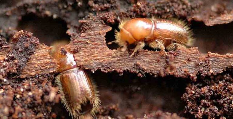 7 Pests That Can Ruin Your Garden 2024 - Growing Magazine