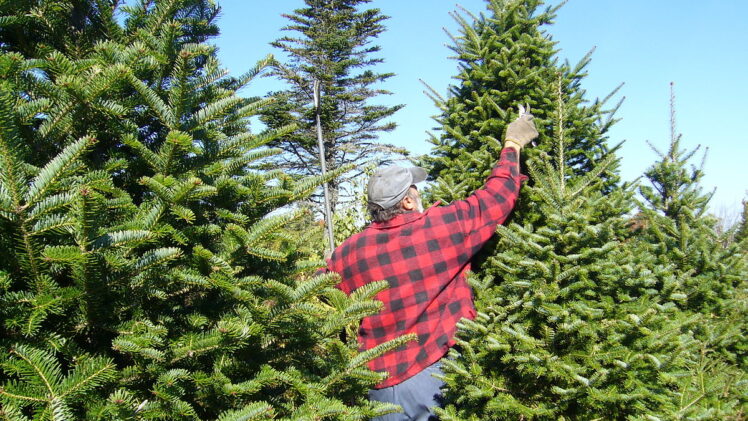 Harvesting Balsam Fir with Future Generations in Mind - 2021 Guide ...