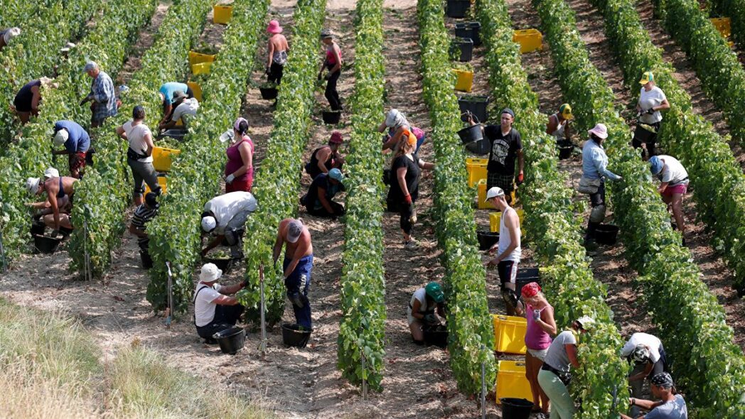 3 Tips For Finding Reliable Agricultural Workers - 2024 Guide - Growing ...