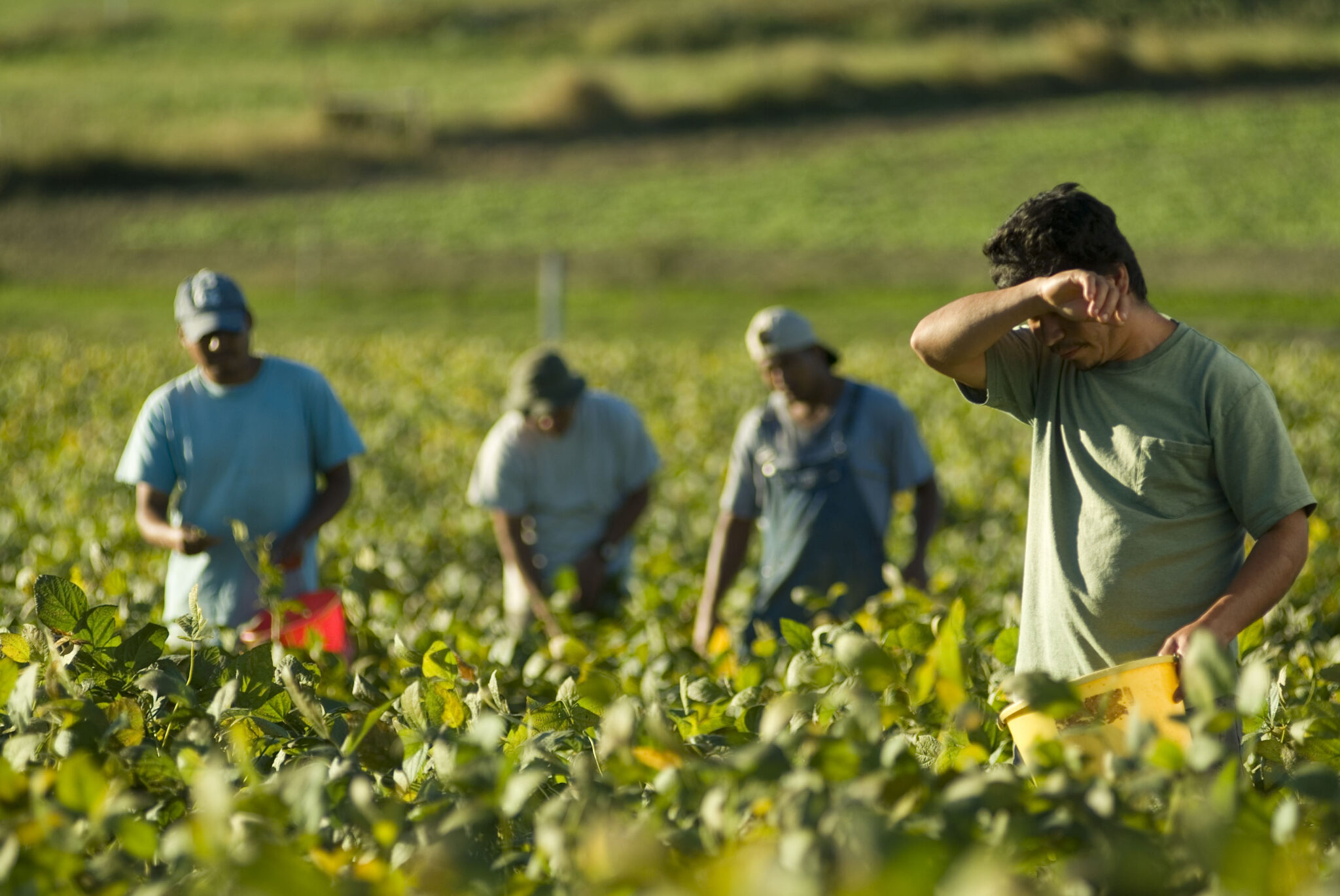 3 Tips For Finding Reliable Agricultural Workers 2023 Guide Growing 