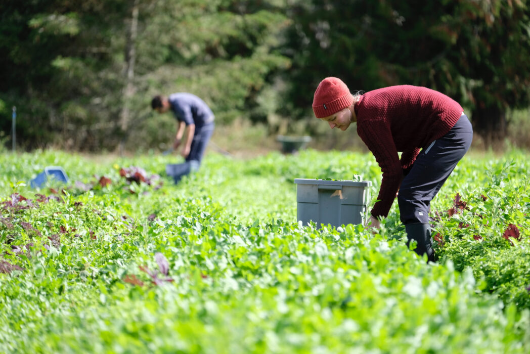 3 Tips For Finding Reliable Agricultural Workers - 2024 Guide - Growing ...