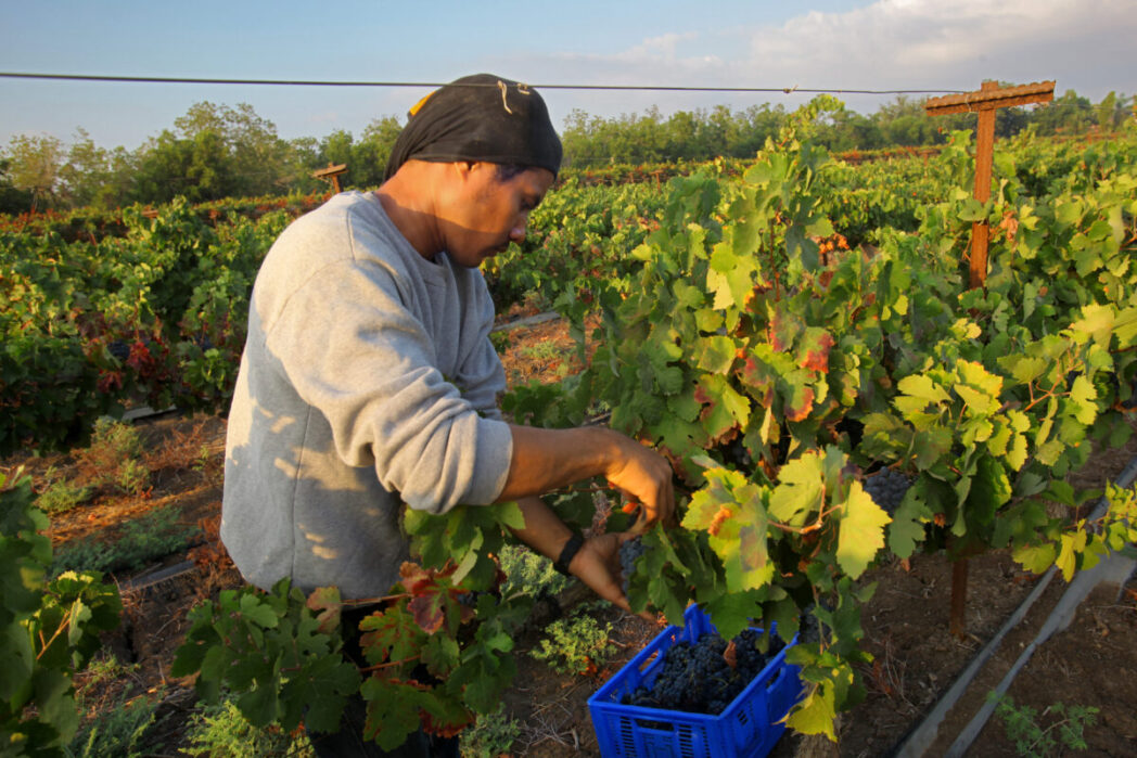 3 Tips For Finding Reliable Agricultural Workers - 2024 Guide - Growing ...