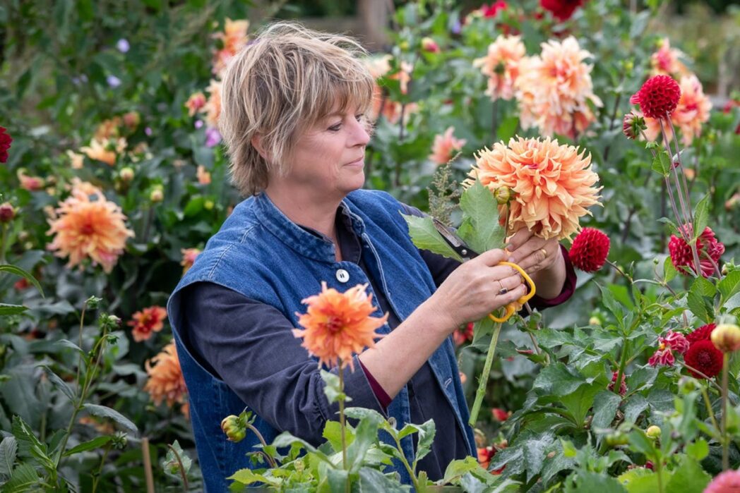 7 Tips on How to Grow and Care for Dahlia Flowers - 2024 Guide ...