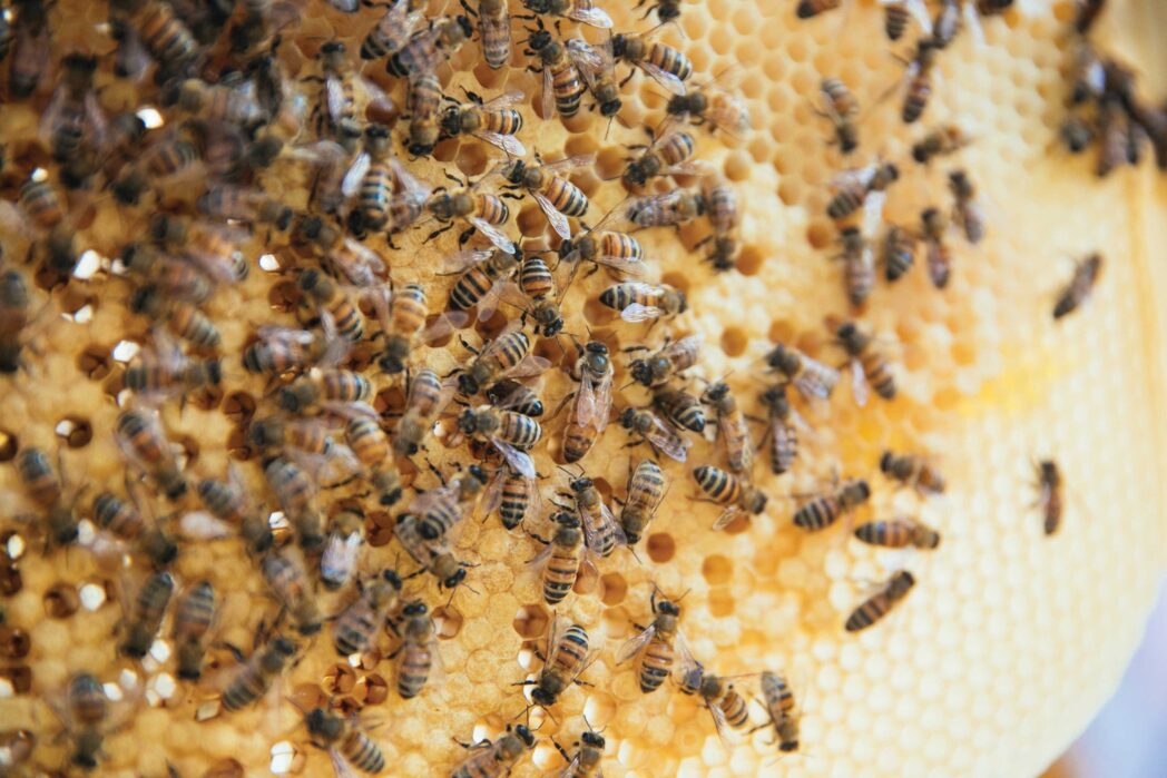 Bees In Our Hives: The Importance Of Bees In Our Ecosystem - 2024 Guide ...