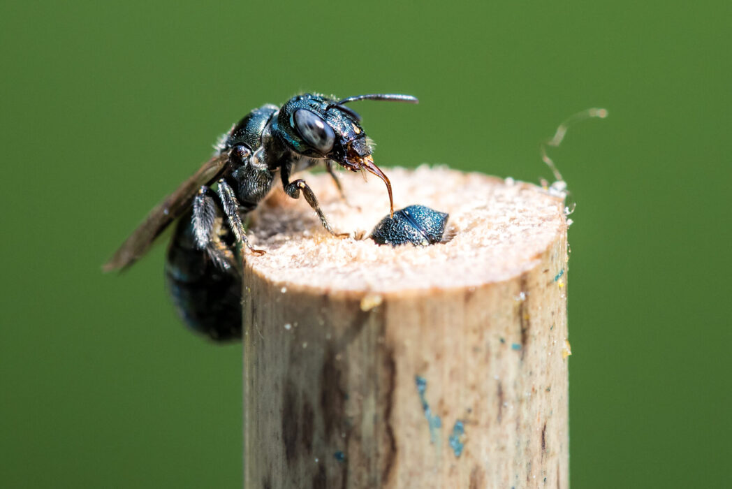 Bees In Our Hives: The Importance Of Bees In Our Ecosystem - 2024 Guide ...