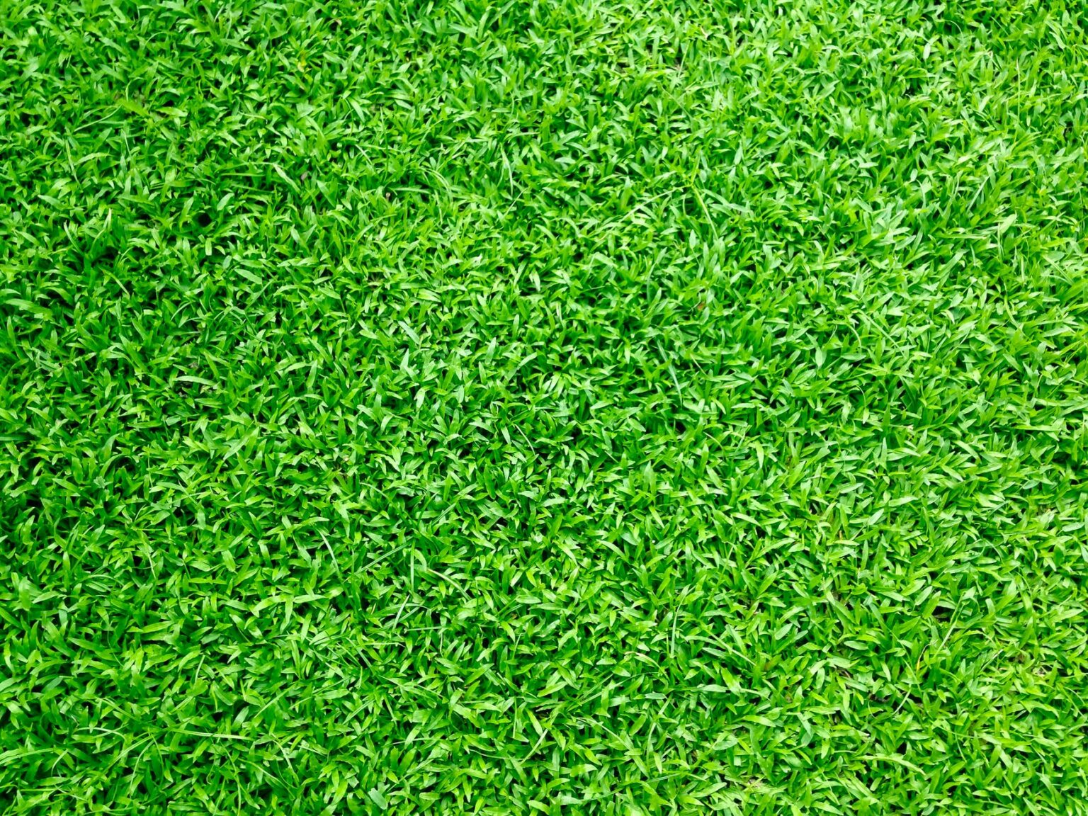 Overseeding St. Augustine Grass – Everything You Need to Know - Growing ...